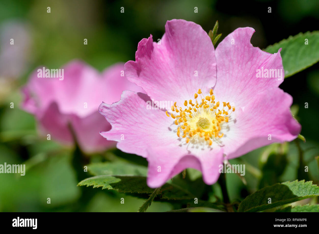 Downy rose hi-res stock photography and images - Alamy