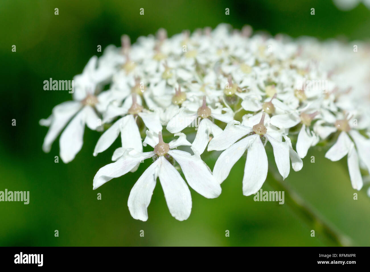 Hogweed flower head hi-res stock photography and images - Alamy