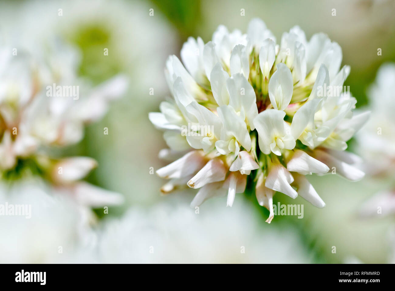 Dutch clover hi-res stock photography and images - Alamy