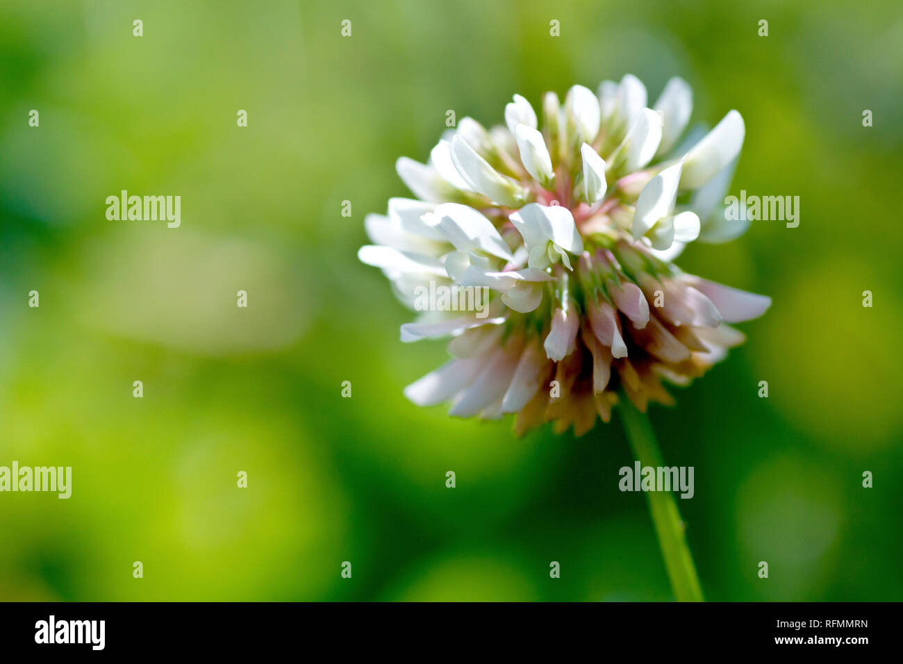 Dutch clover hi-res stock photography and images - Alamy