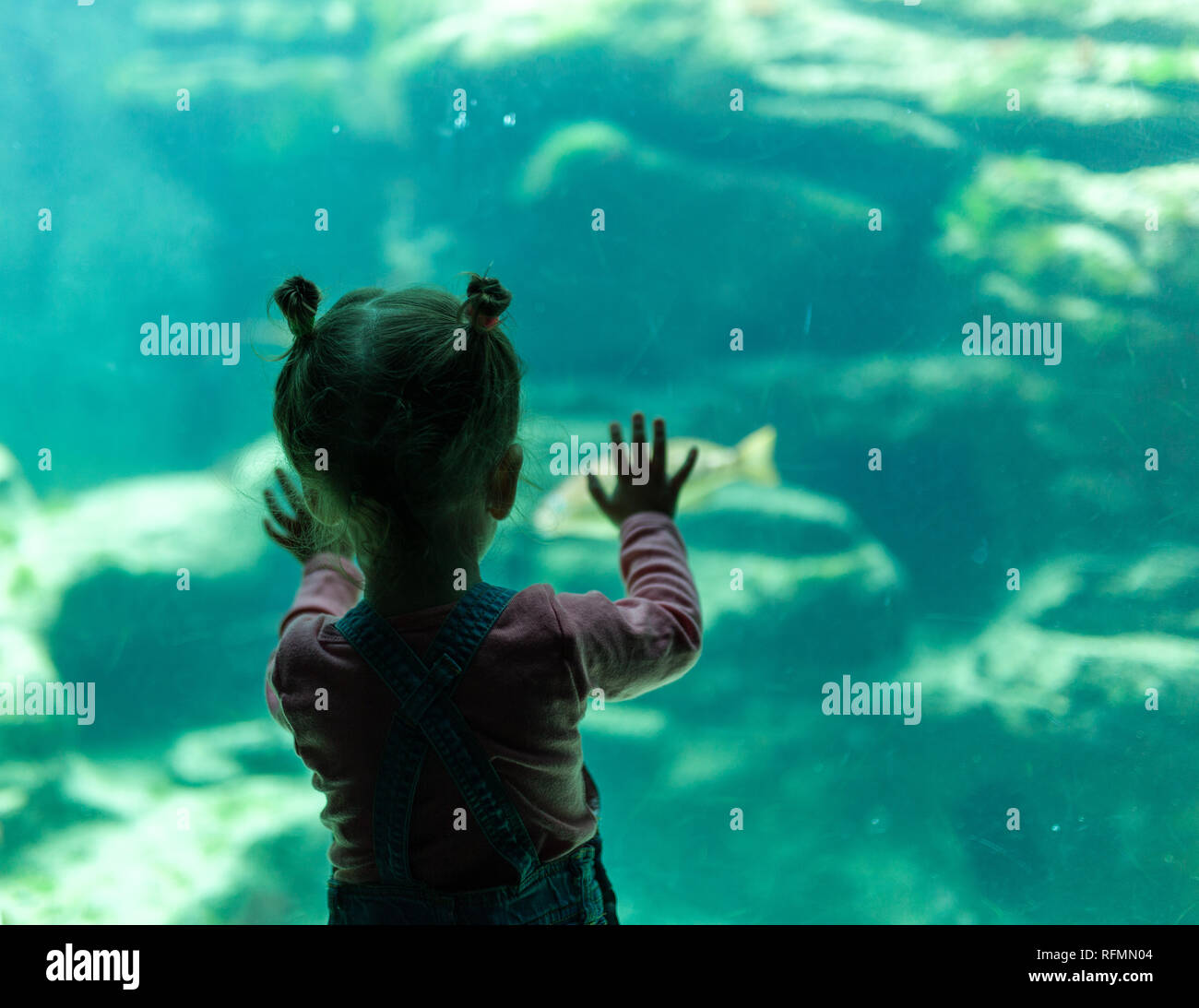 little girl watching fishes in a large aquarium in the Oceanopolis ...