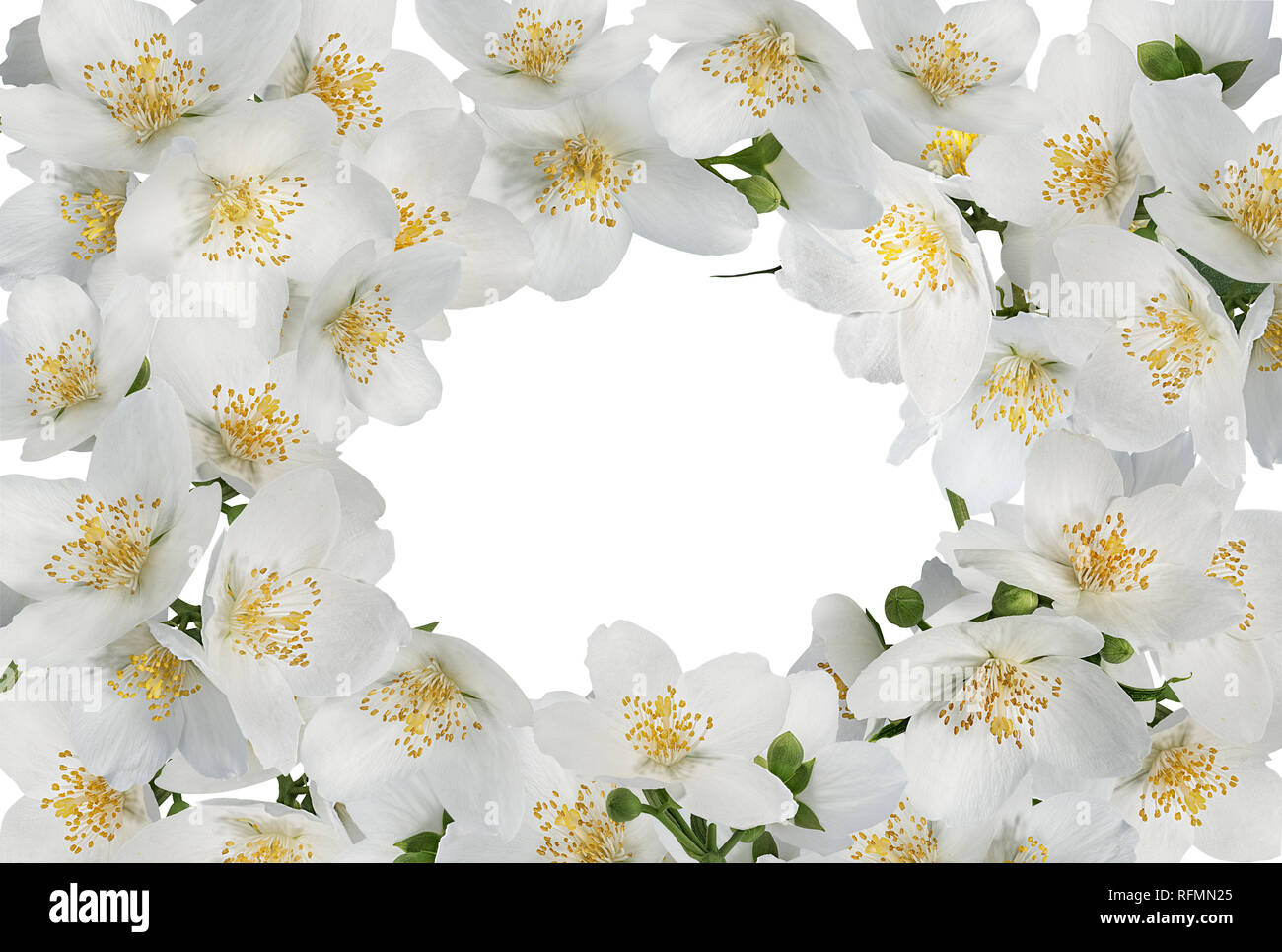 Jasmine flowers frame isolated on white background Stock Photo - Alamy