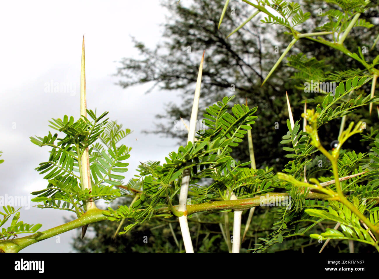 Lizma hi-res stock photography and images - Alamy