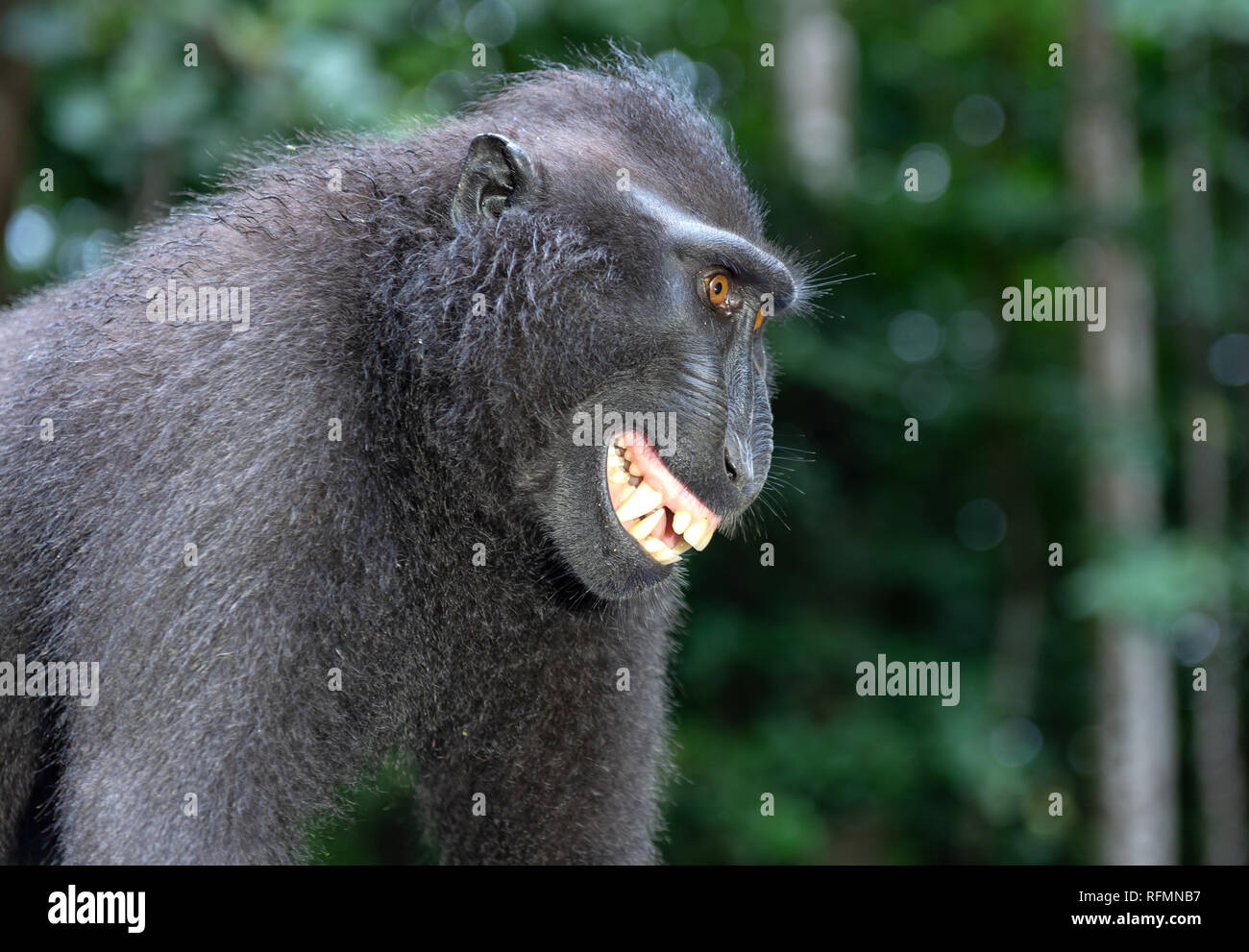 Smiling macaque. Celebes crested macaque , also known as the crested ...