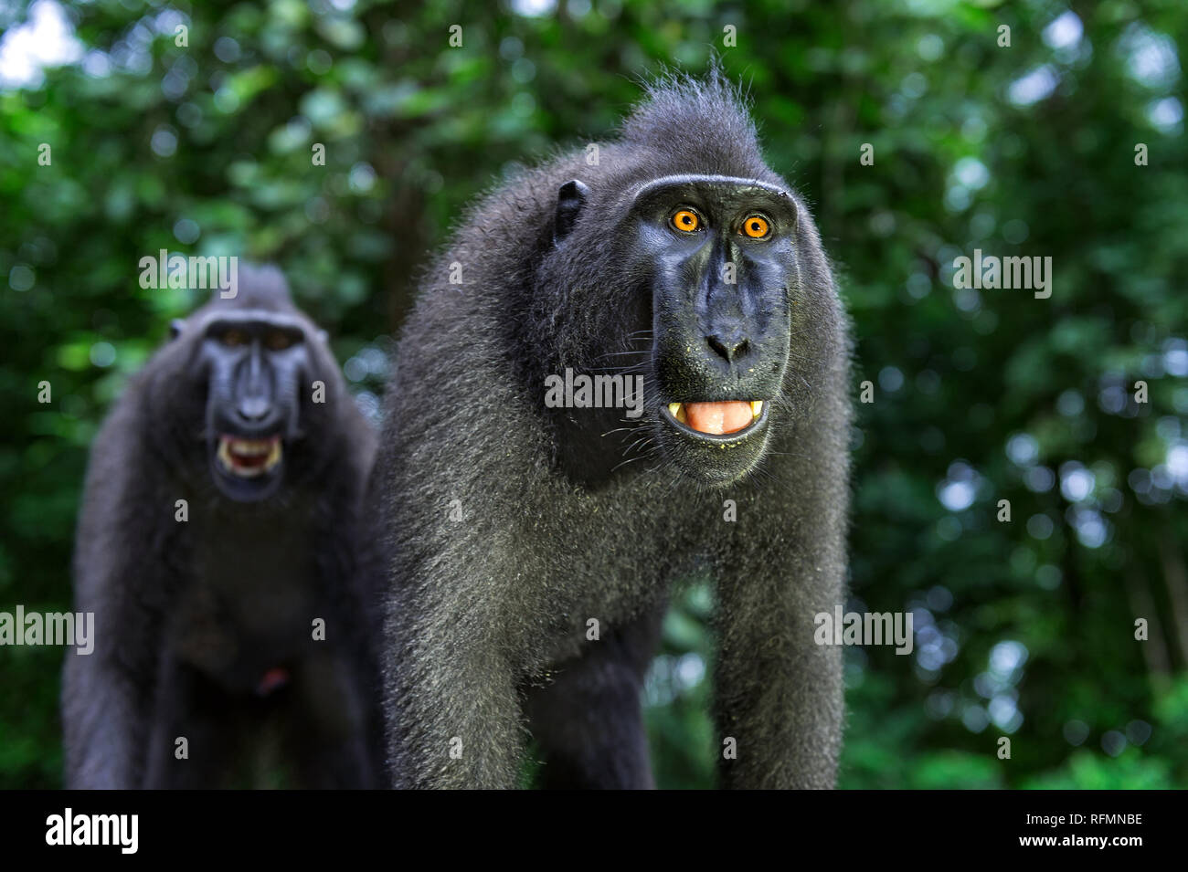 Smiling macaque. Celebes crested macaque , also known as the crested ...