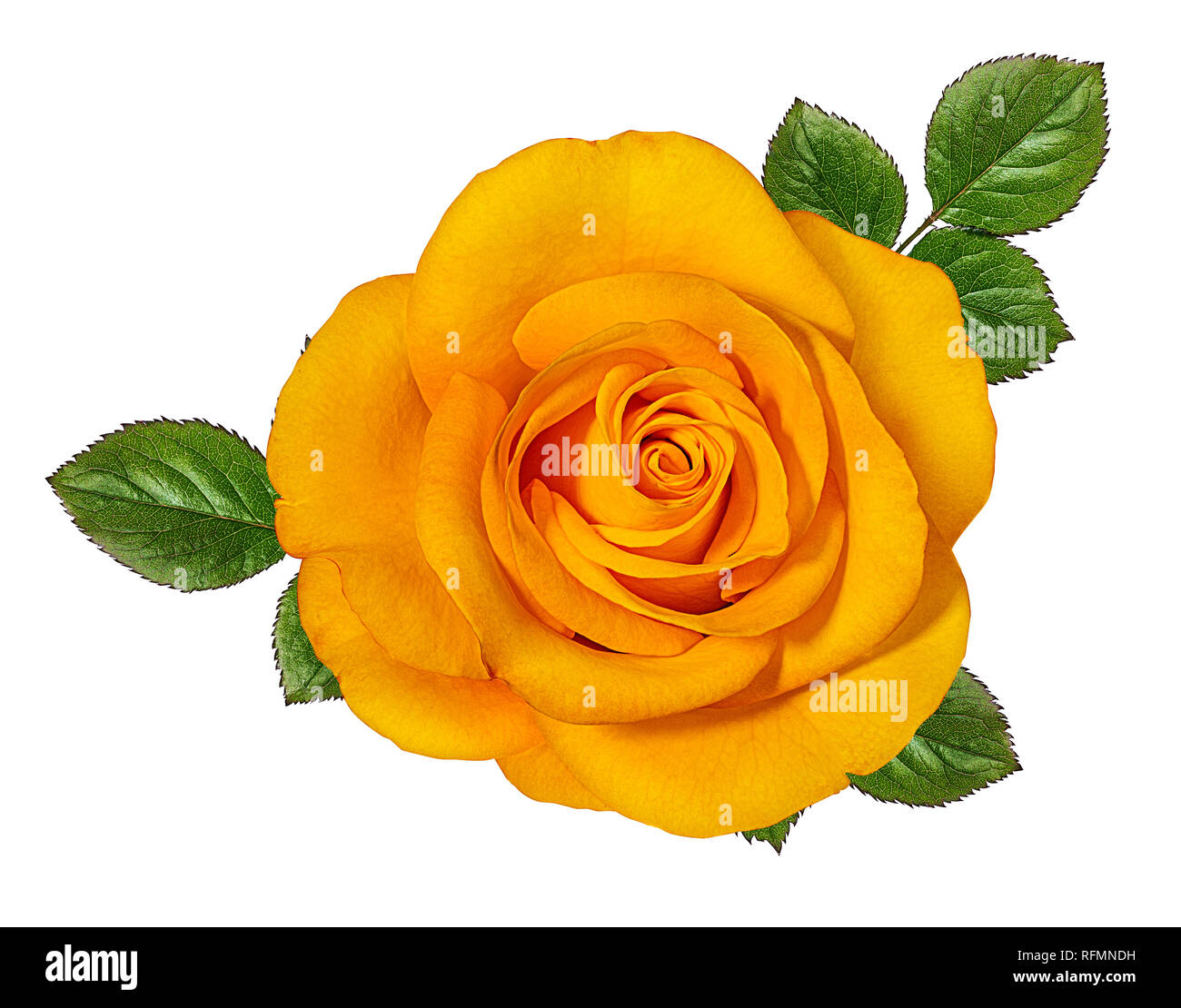 rose isolated on white background Stock Photo - Alamy
