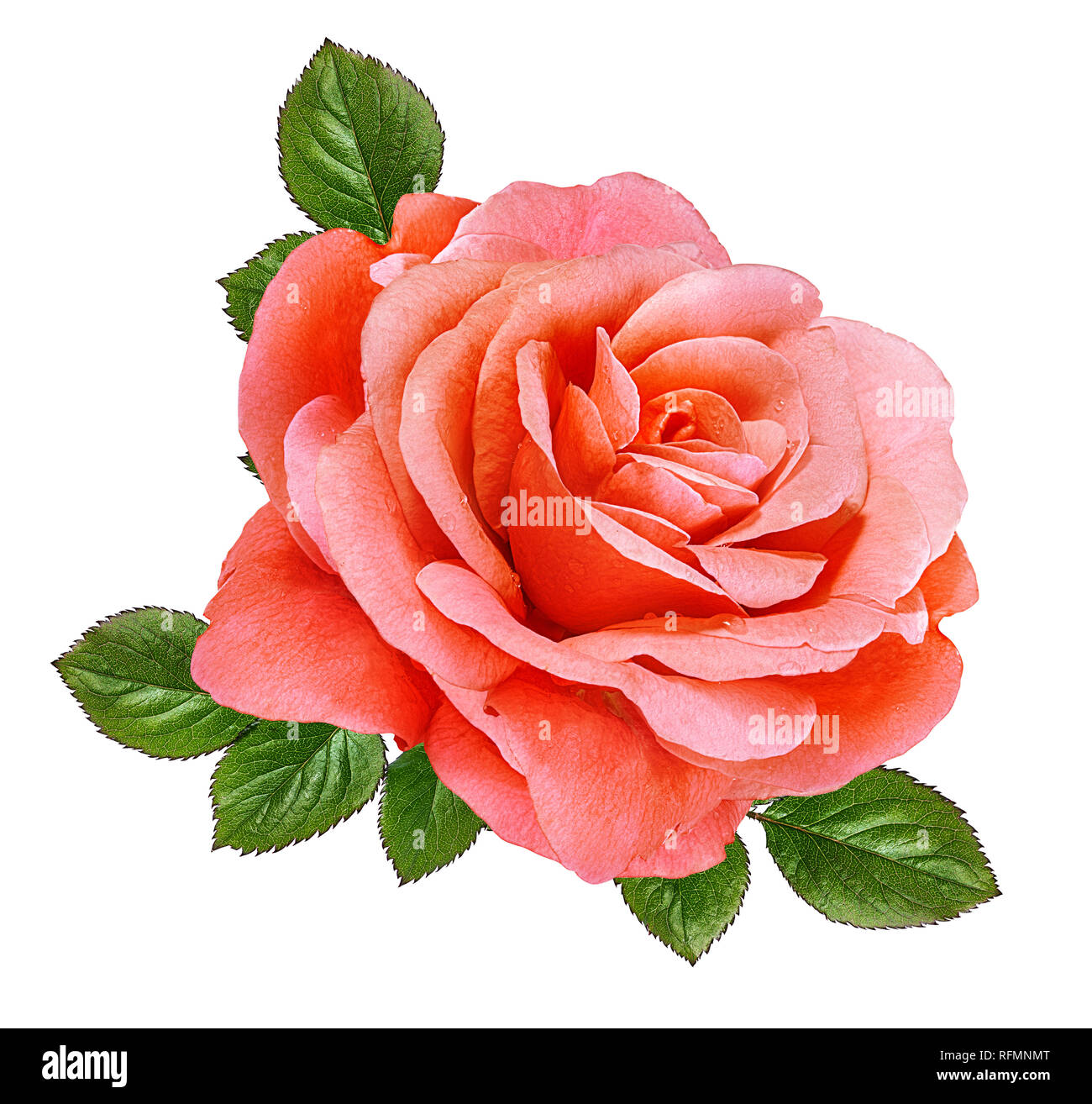 rose isolated on white background Stock Photo - Alamy