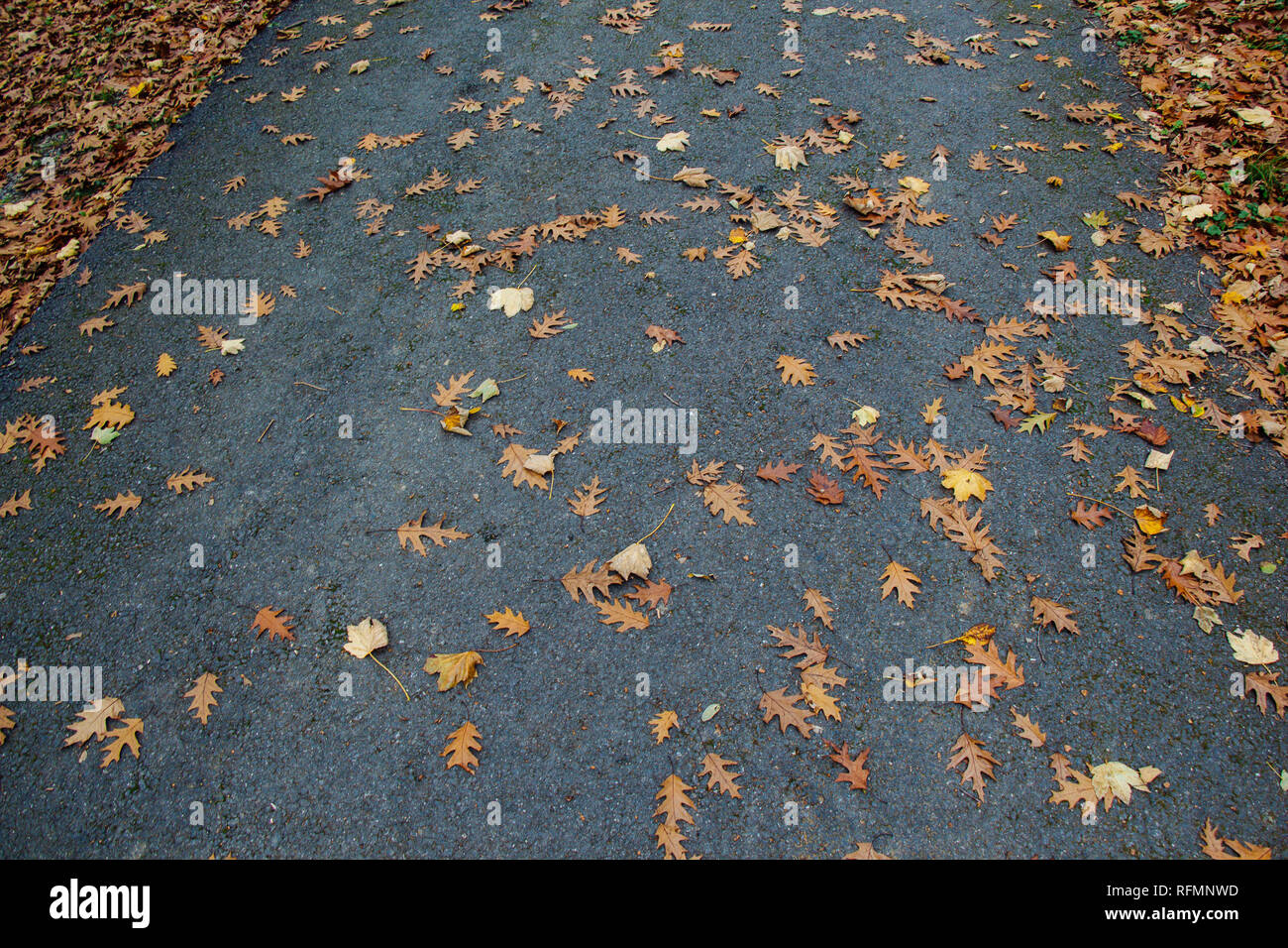 Beautiful dry leaves as an autumn background texture Stock Photo - Alamy
