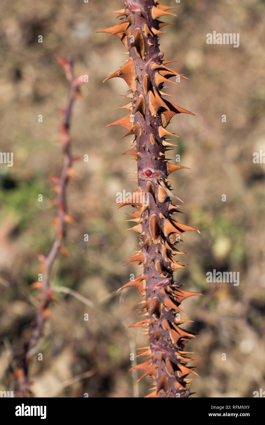 Thorny stem of a plant in the view Stock Photo - Alamy