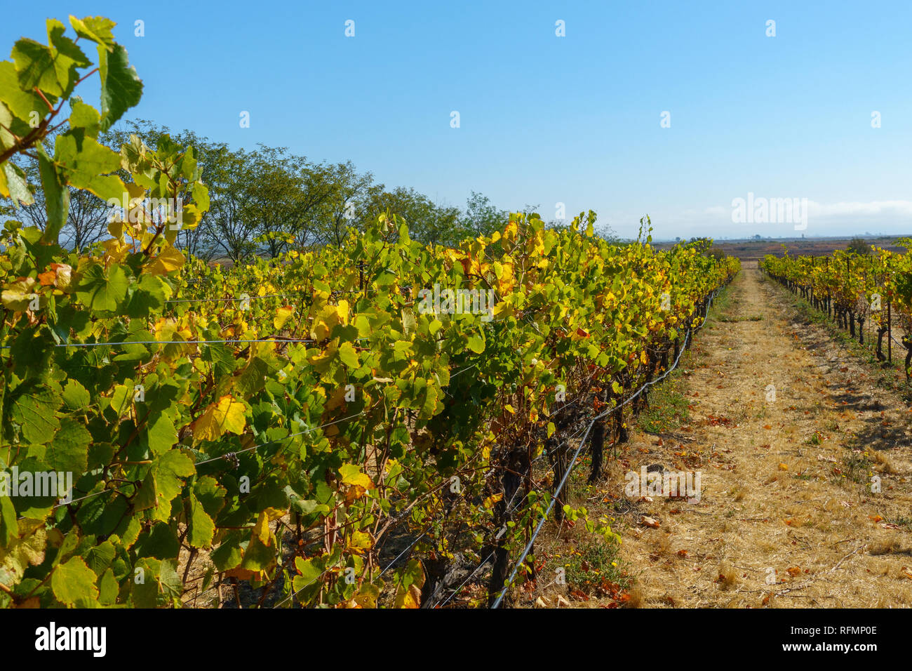 Vineyard landscape at Napa valley Stock Photo - Alamy