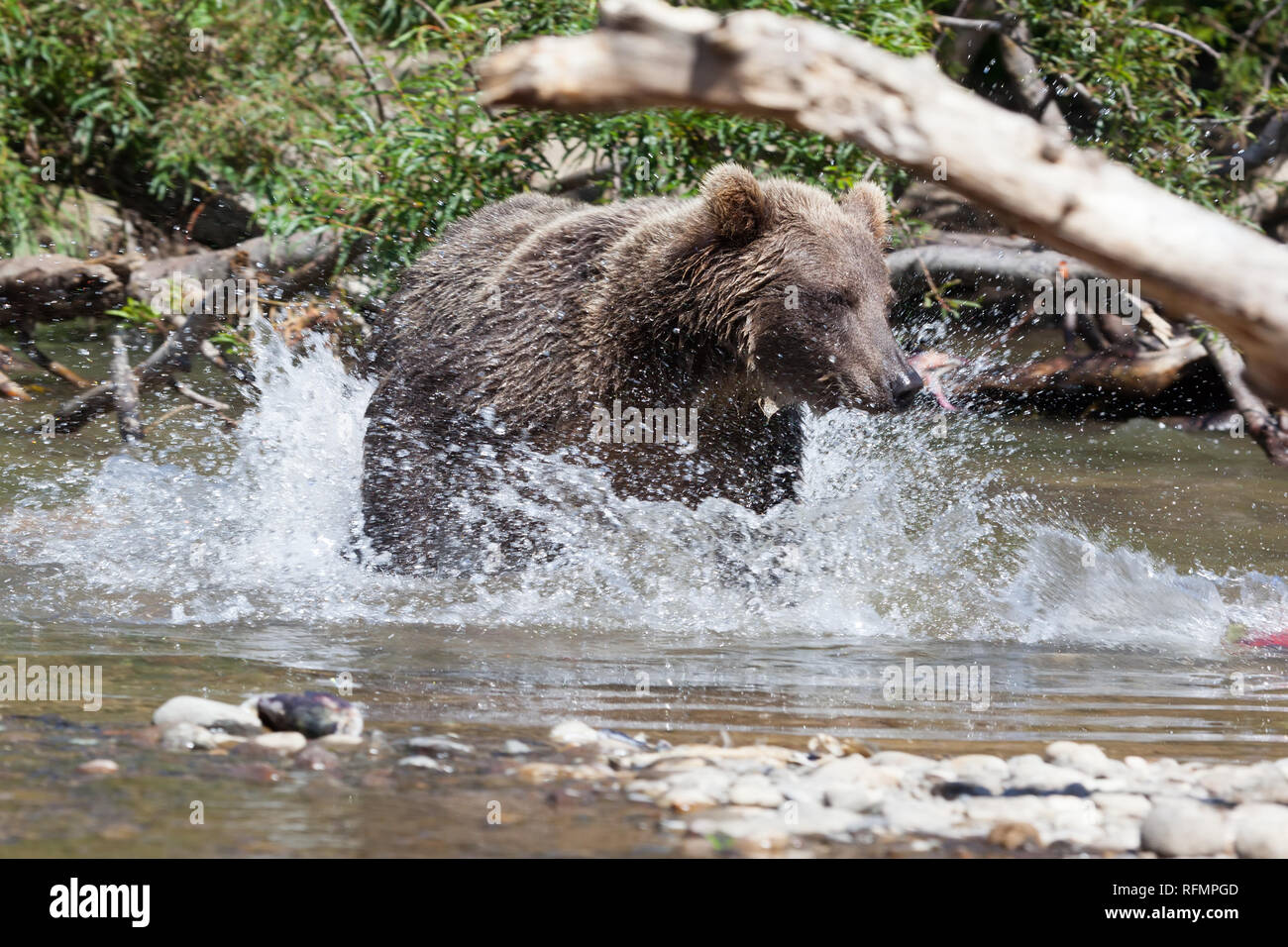 Grizzly bear catching fish hi-res stock photography and images - Alamy