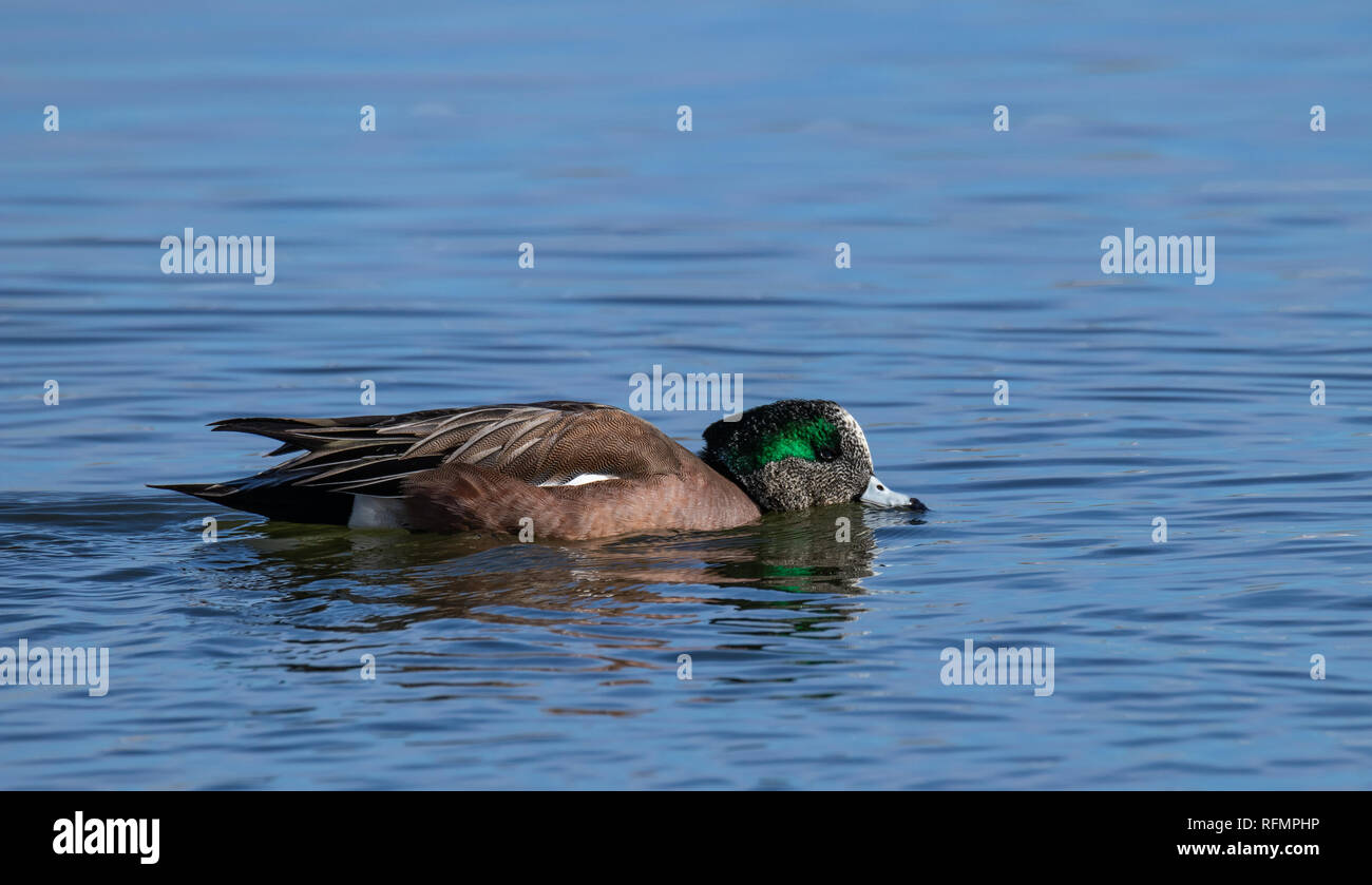 Male American Widgeon (Mareca Americana) January 19, 2019 Jefferson ...