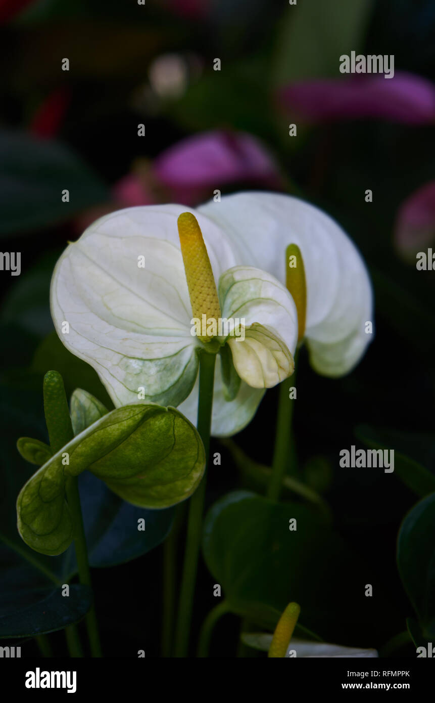 Close-up view of white anthurium flower Stock Photo - Alamy