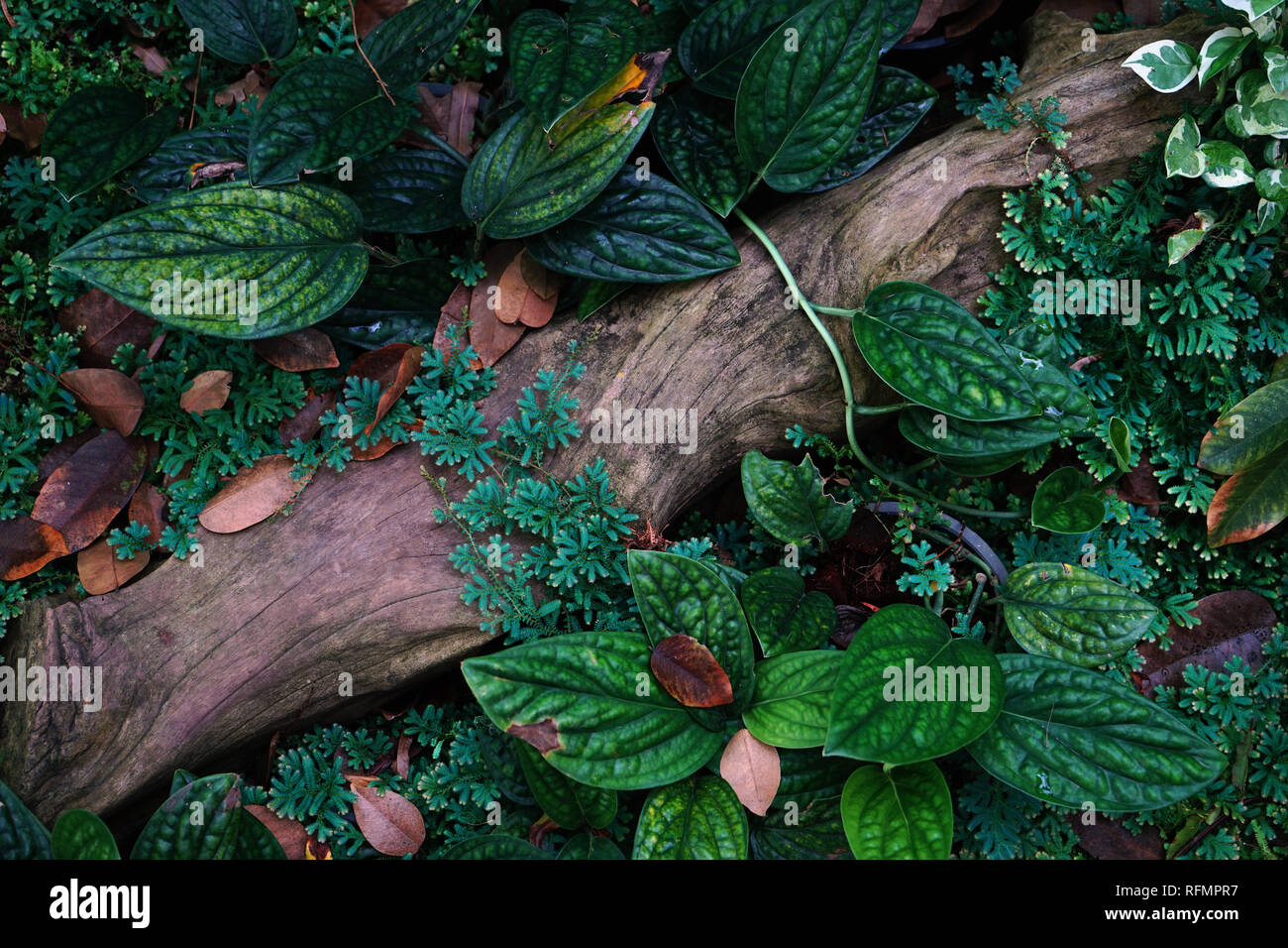 leaves and log at floor of forest Stock Photo - Alamy