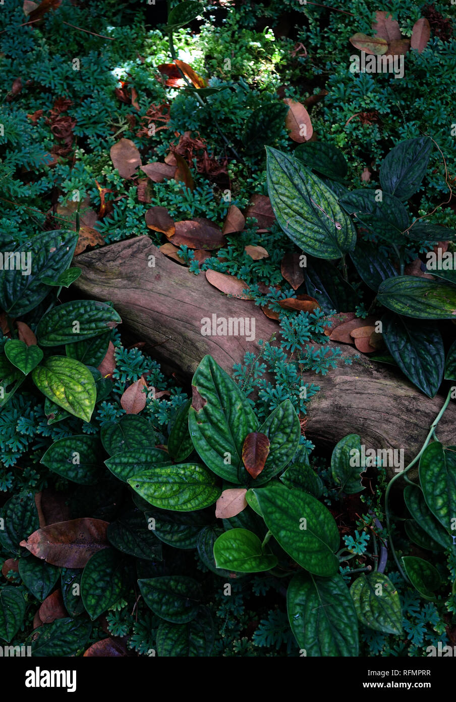 leaves and log at floor of forest Stock Photo - Alamy
