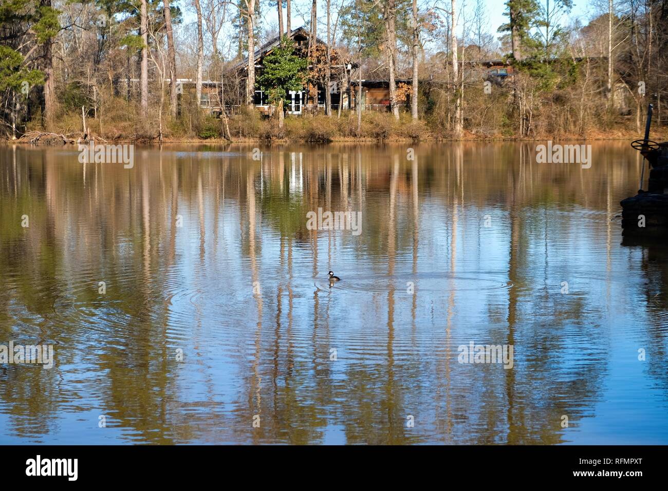 A bufflehead duck swims in the millpond behind the visitors' center at ...