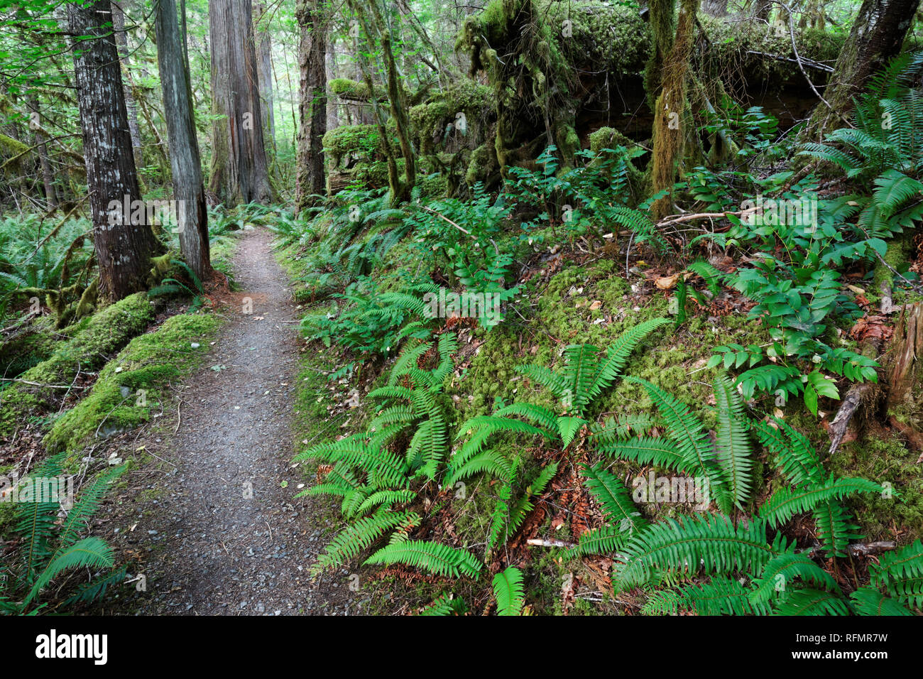 River Loop Trail through forest, Newhalem Campground, North Cascades ...