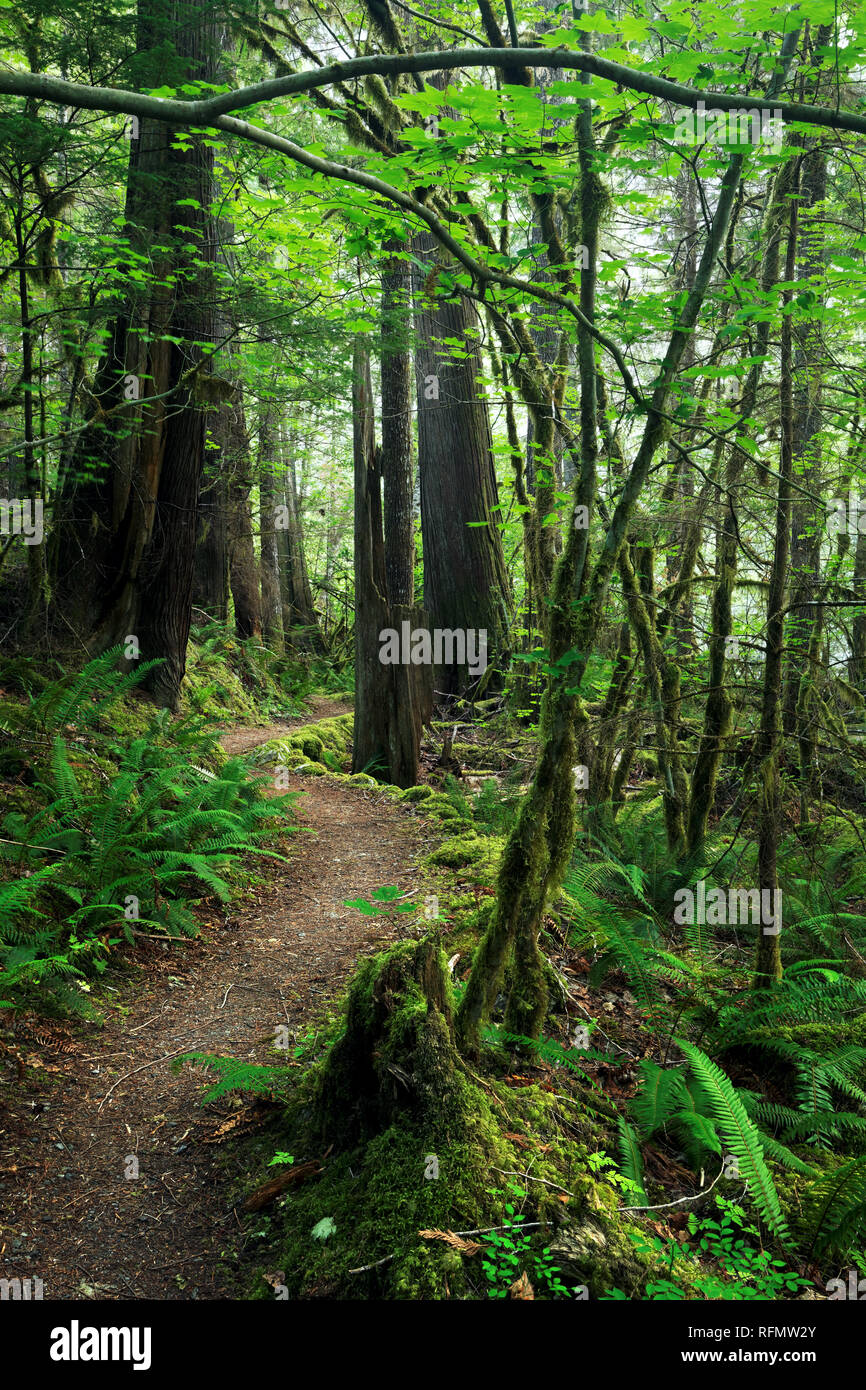 River Loop Trail through forest, Newhalem Campground, North Cascades ...
