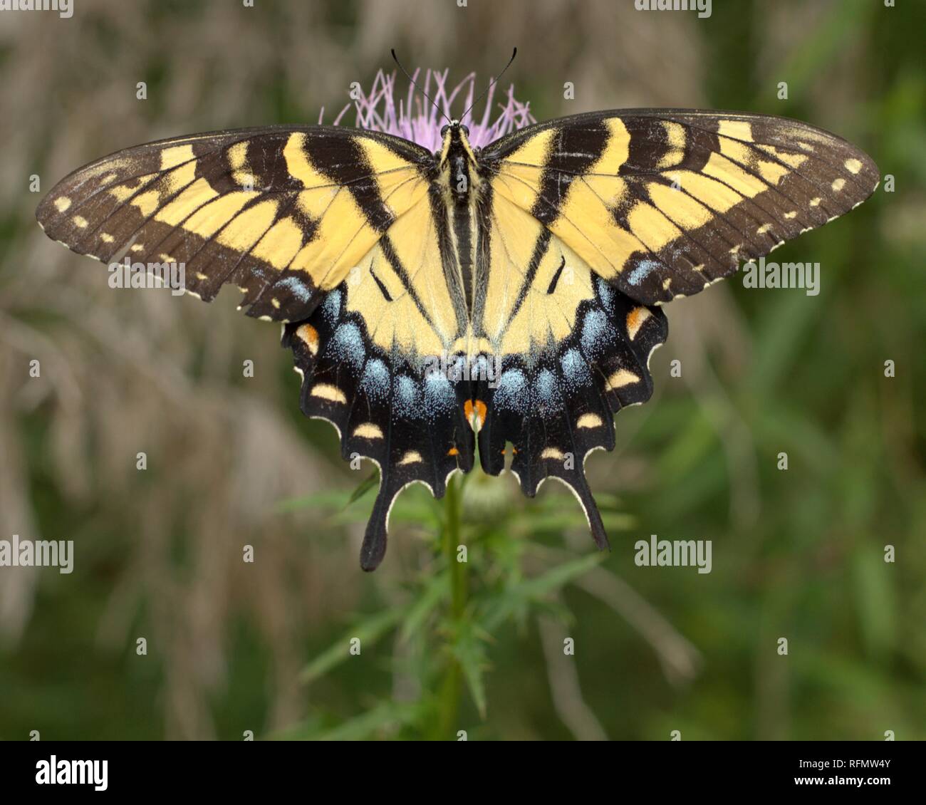 Spicebush Swallowtail on a flower in a butterfly garden plot Stock ...