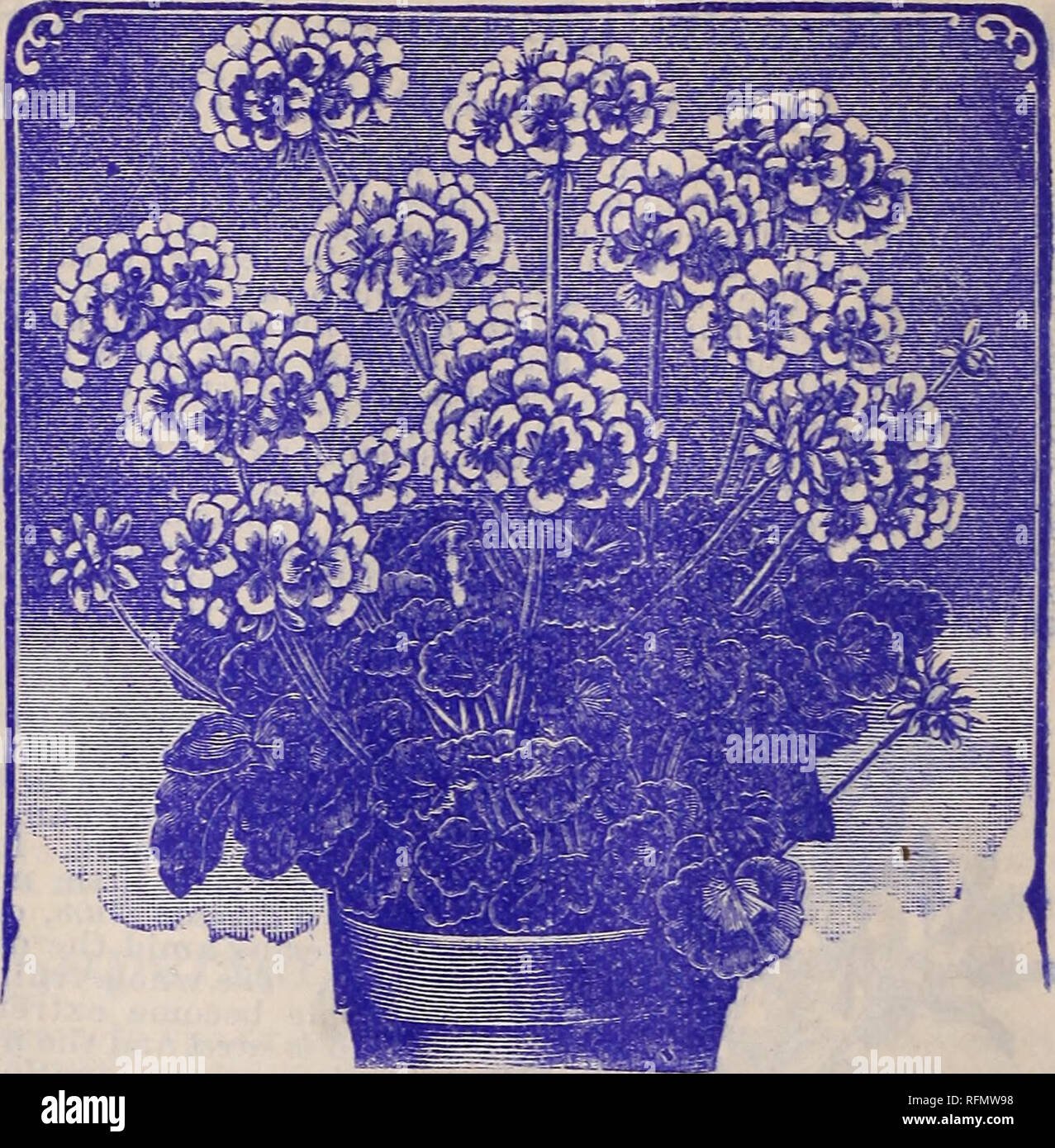 Dwarf Geranium High Resolution Stock Photography and Images - Alamy