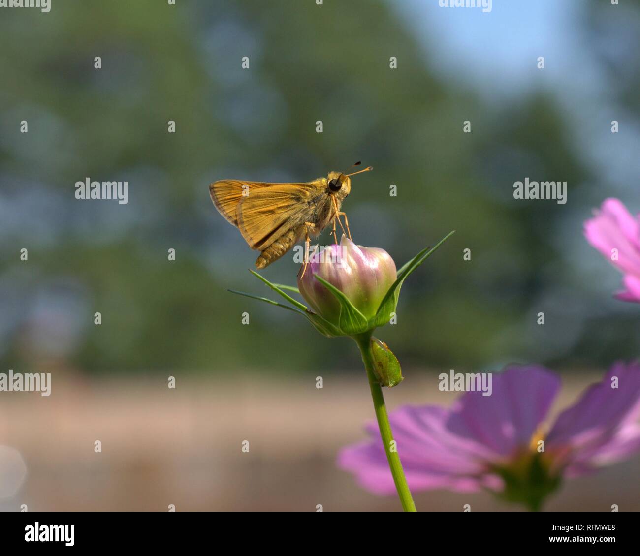 Fiery skipper butterfly hylephila phyleus hi-res stock photography and ...