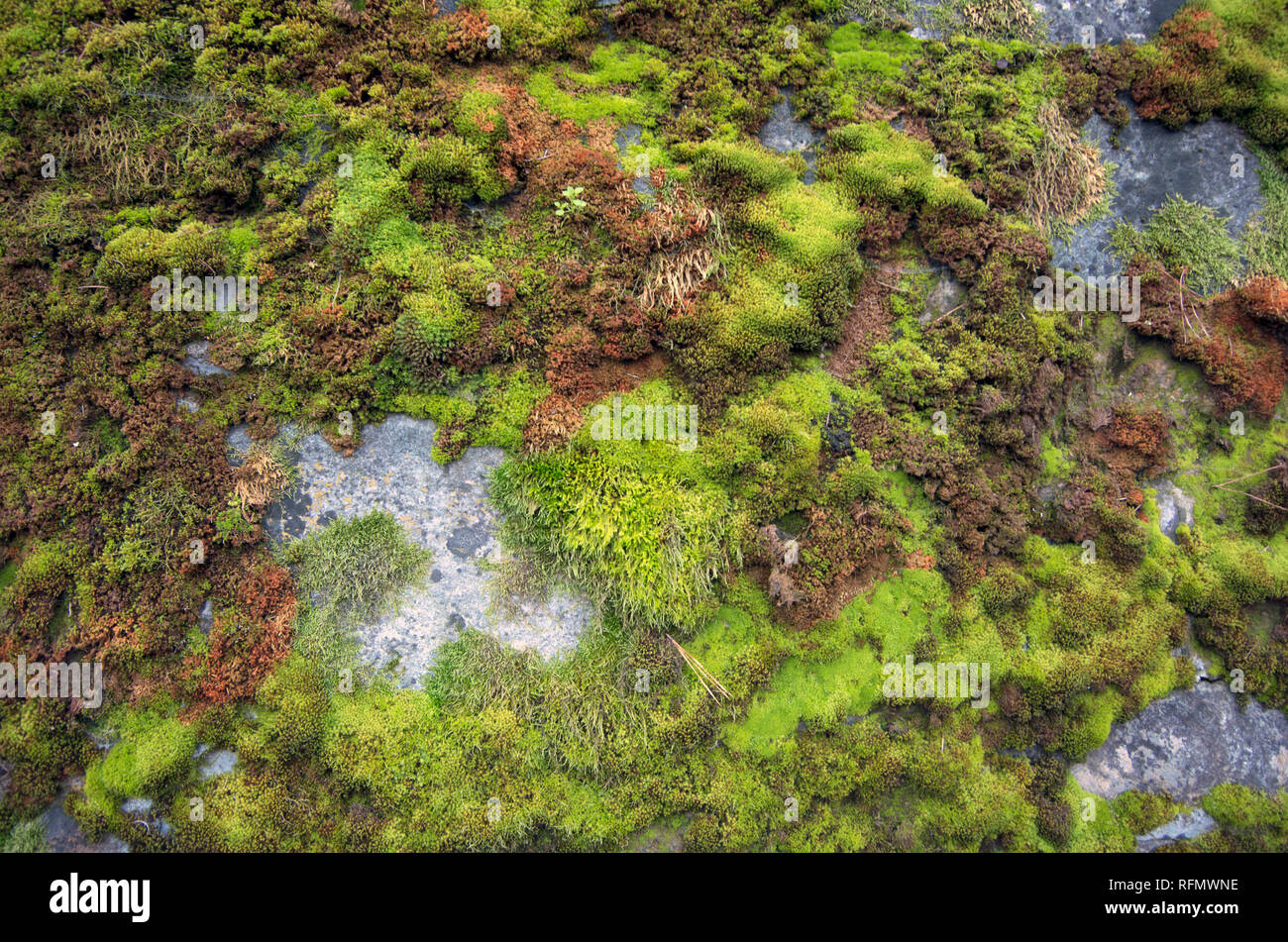 A layer of moss covering a stone wall creates a nice look Stock Photo ...