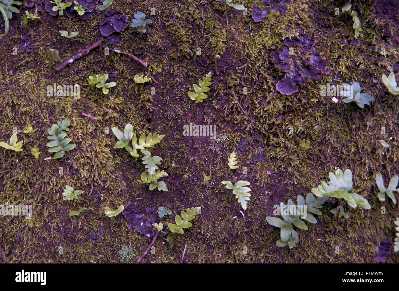 In moist environments, stone walls can grow mossy layers such as this ...