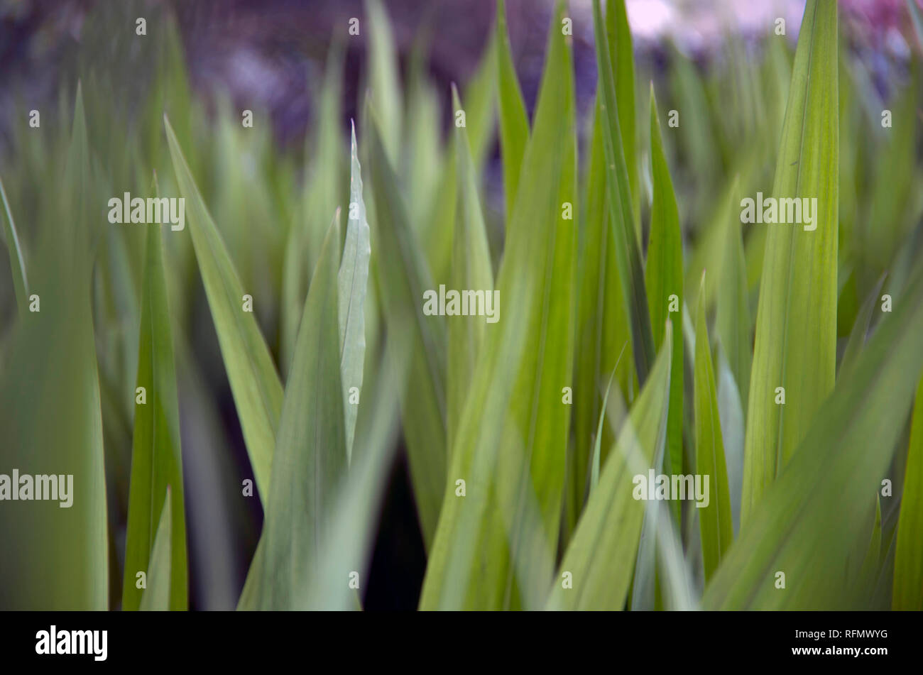 Iris leaves look like grass before their flowers bloom in warmer ...