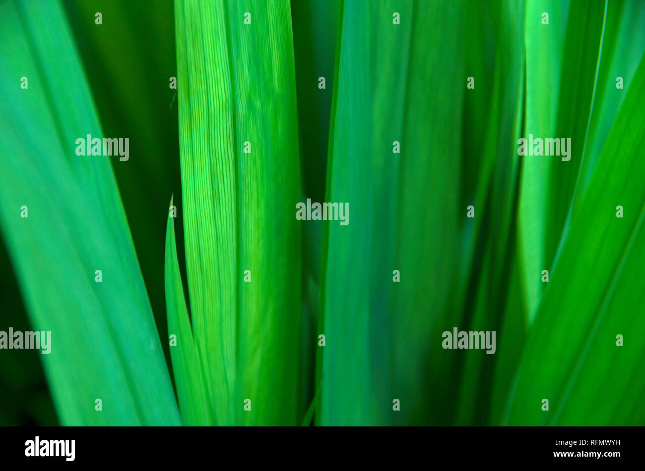 Before the leaves sprout hi-res stock photography and images - Alamy