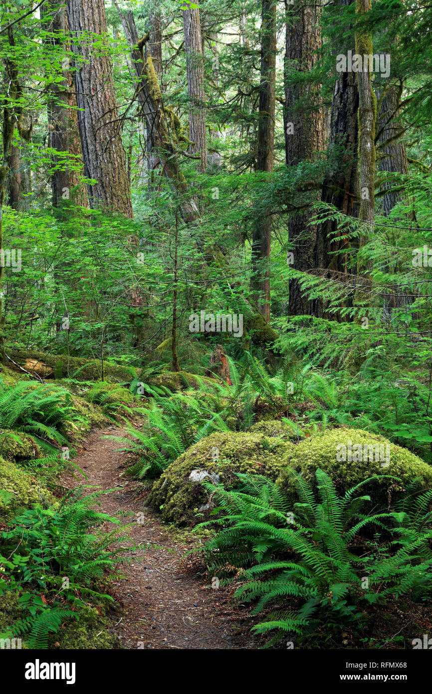 River Loop Trail through forest, Newhalem Campground, North Cascades ...