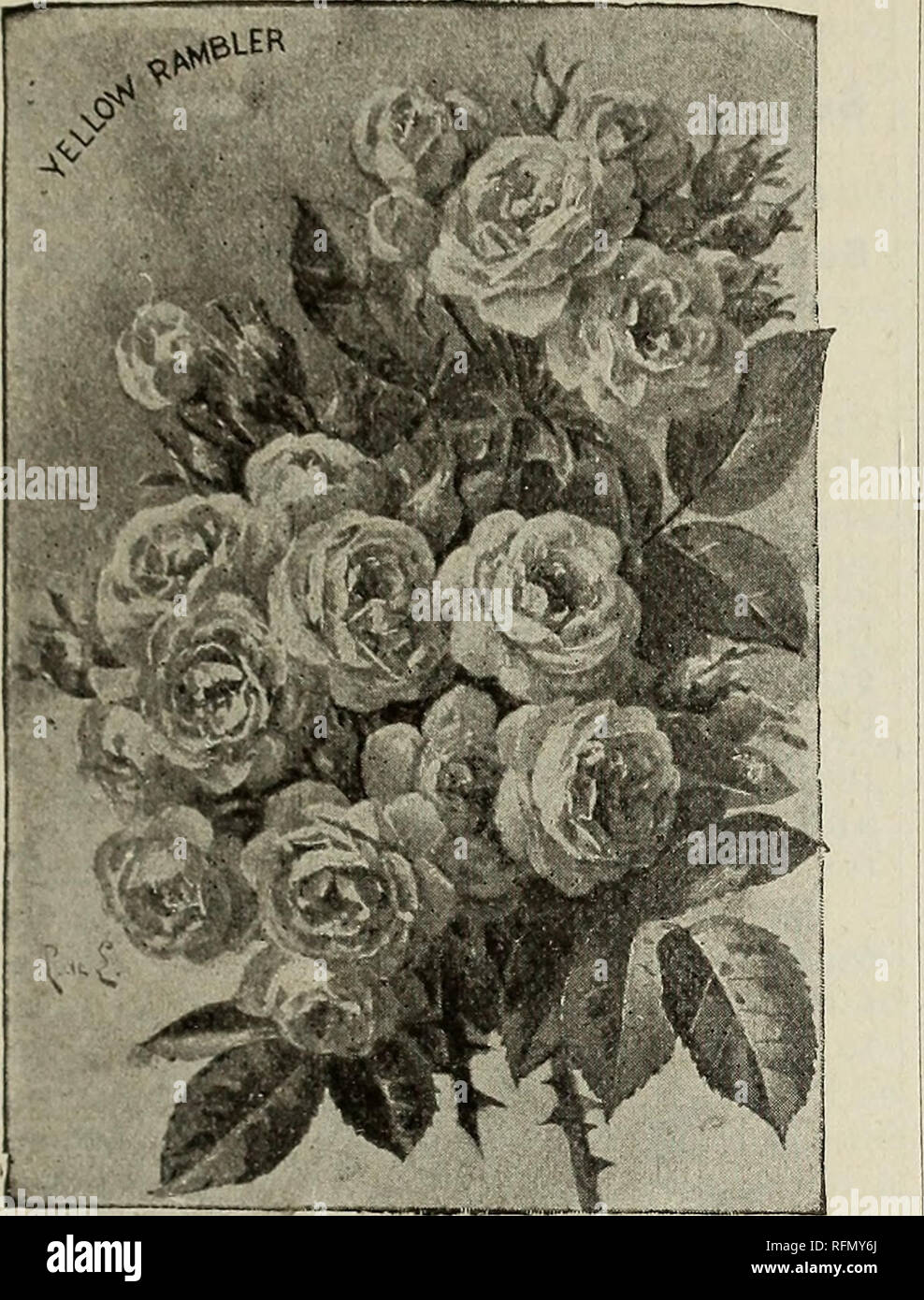 Japanese rambler roses hi-res stock photography and images - Alamy