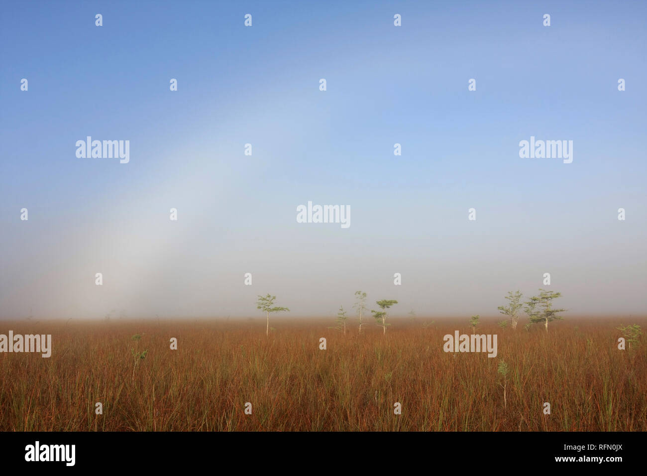 Fogbow over the Sawgrass Prairie in Everglades National Park, Florida ...