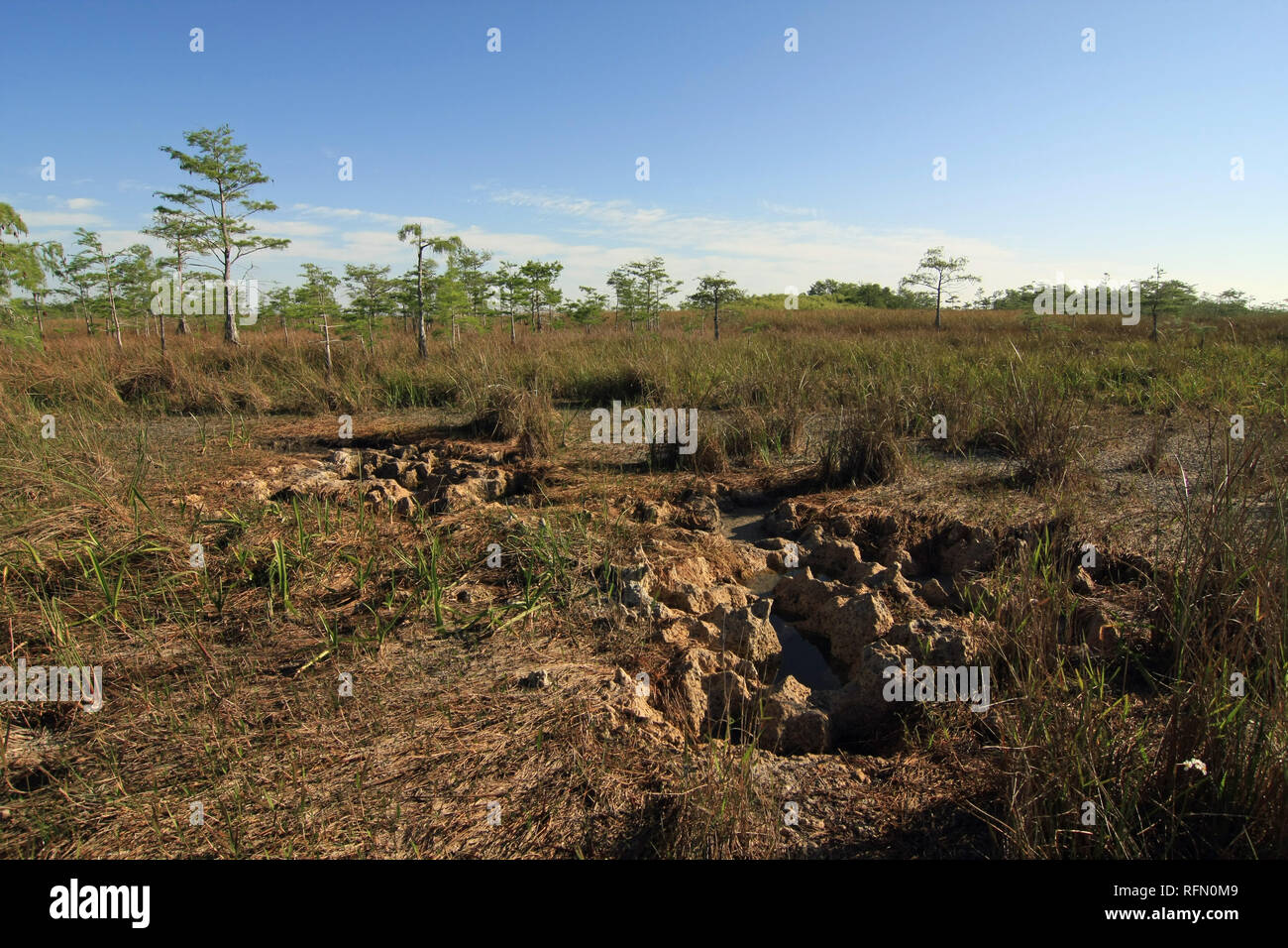 Everglades limestone bedrock exposed during extreme drought conditions ...