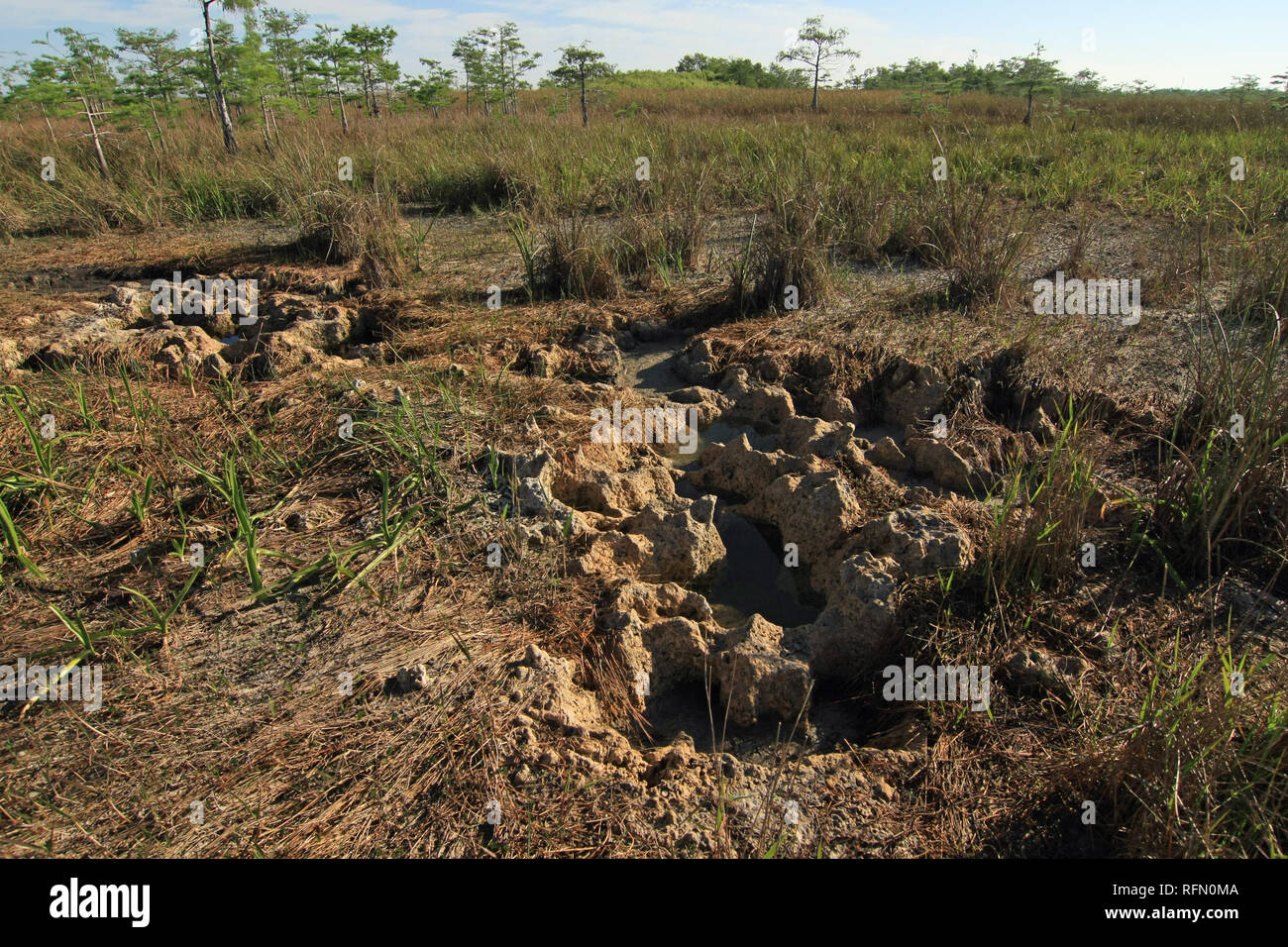 Everglades limestone bedrock exposed during extreme drought conditions ...