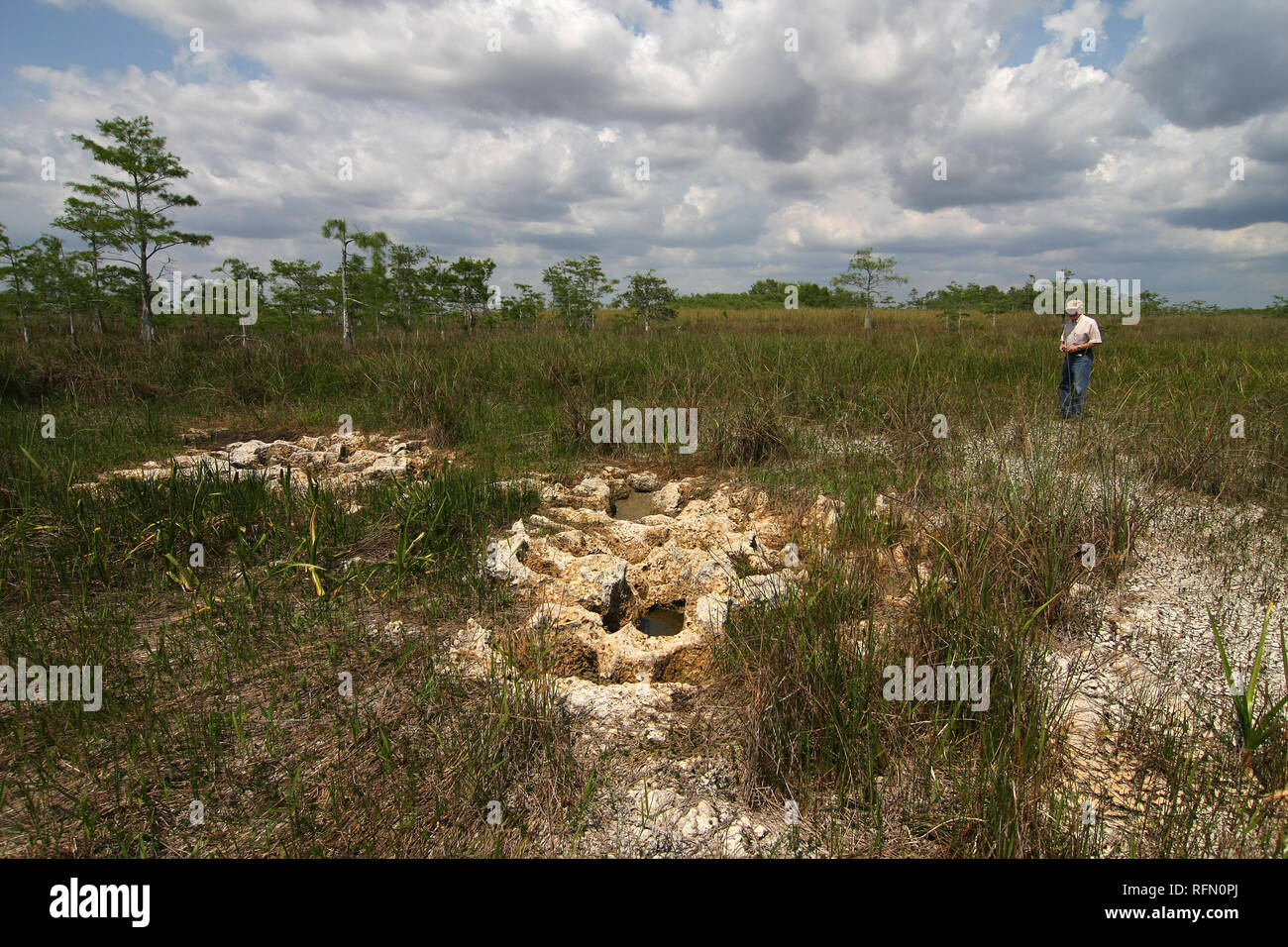 Everglades limestone bedrock exposed during extreme drought conditions ...