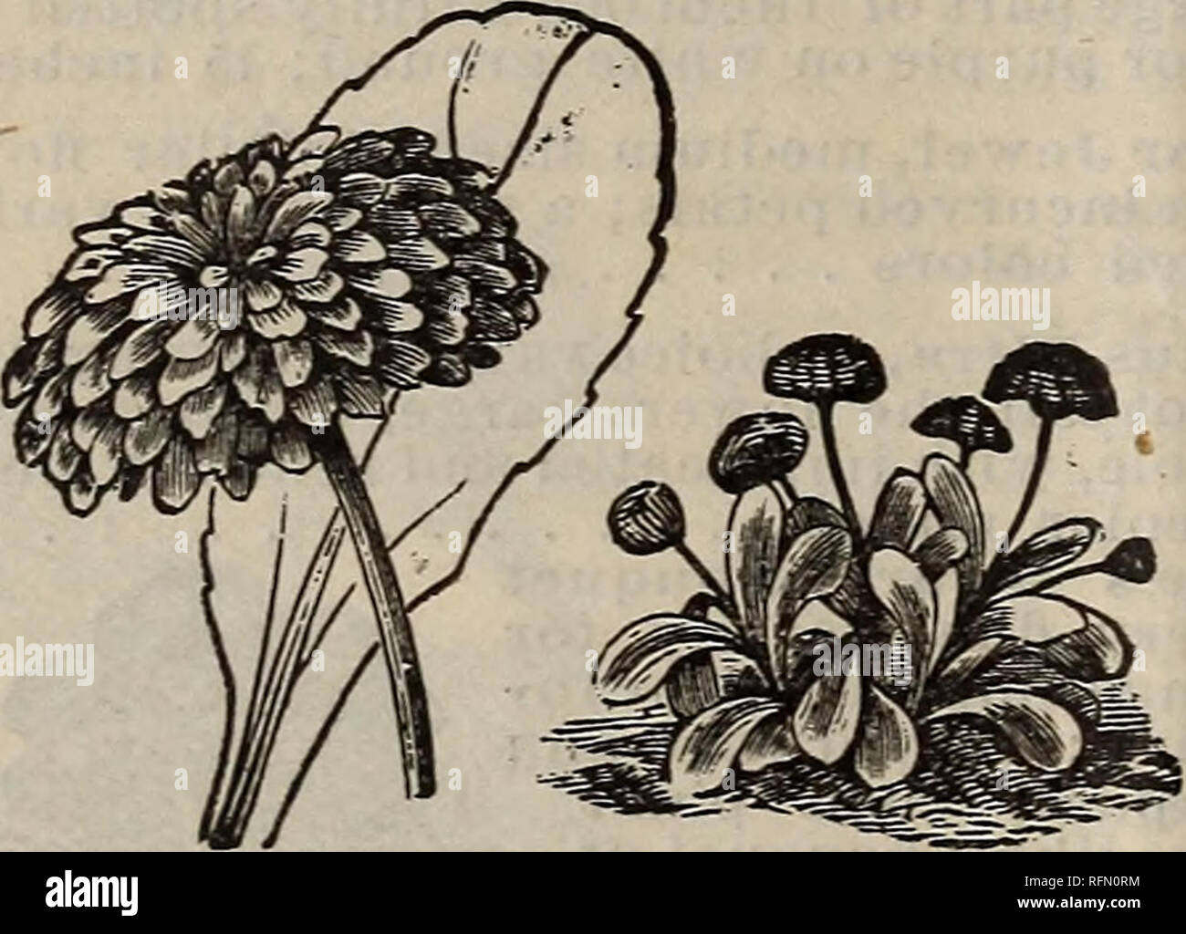. Goodell's seeds, bulbs, roses, rare water lilies, chrysanthemums and ...