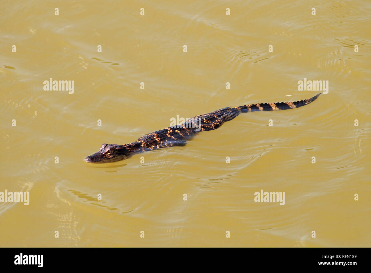 Baby alligator and cute hi-res stock photography and images - Alamy