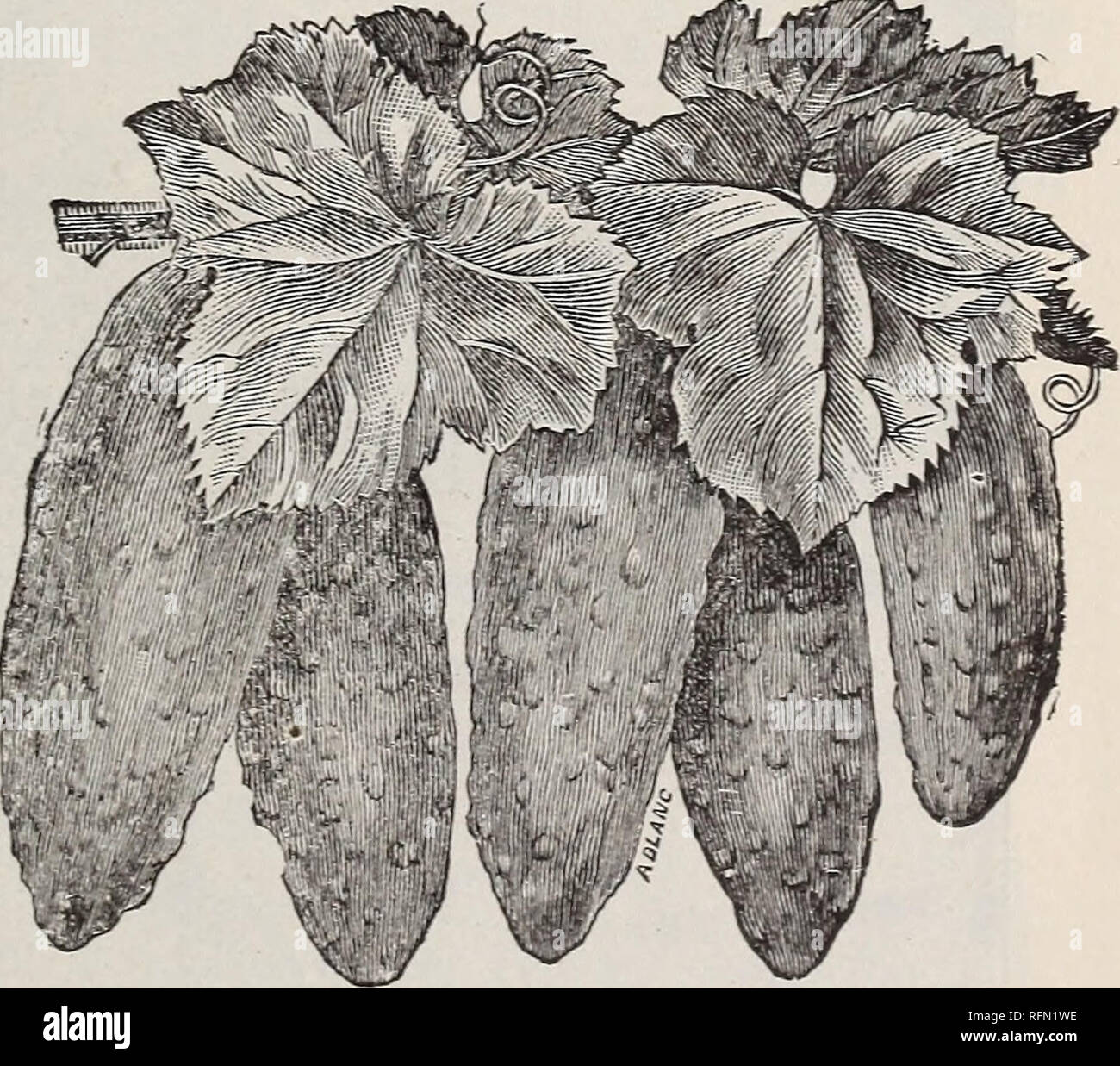 Cucumber pickle factory hi-res stock photography and images - Alamy