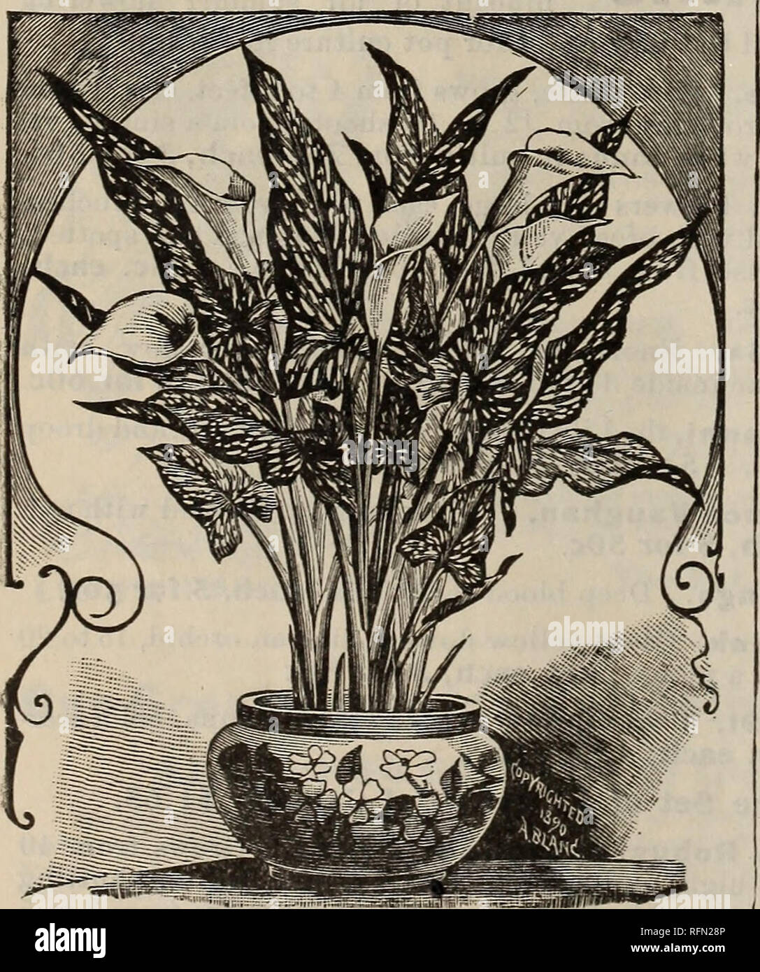 Phrynium leaves hi-res stock photography and images - Alamy