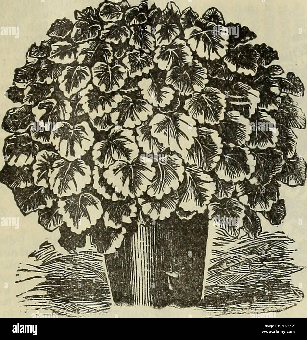 Skeleton rose geranium hi-res stock photography and images - Alamy