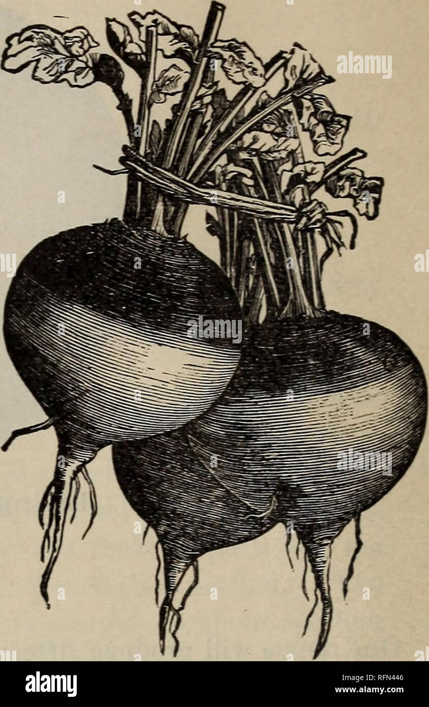 Turnips in soil r hi-res stock photography and images - Alamy