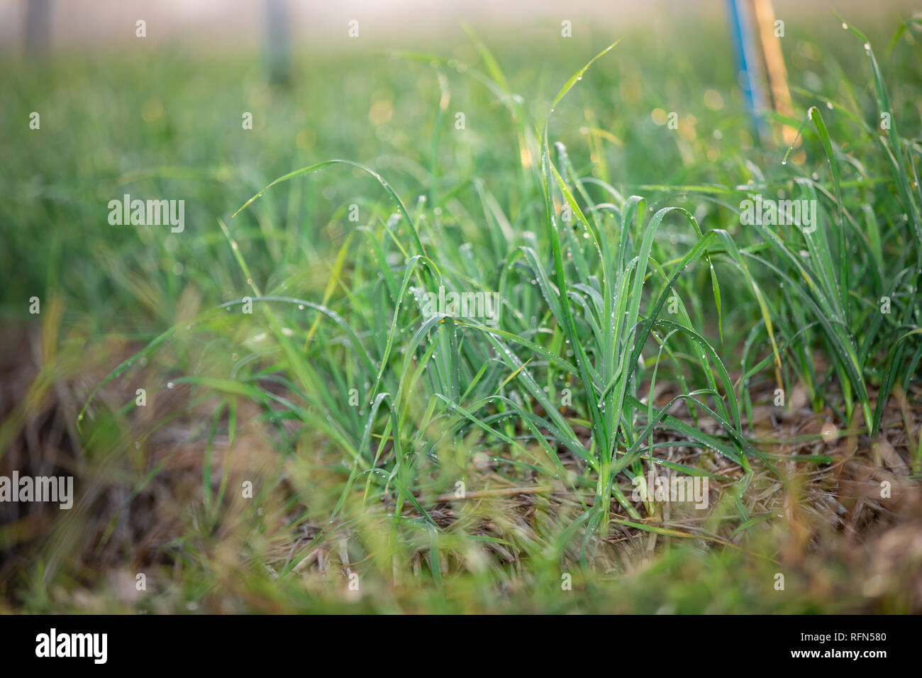 The onion farming plot with water droplets from the outside spiners ...