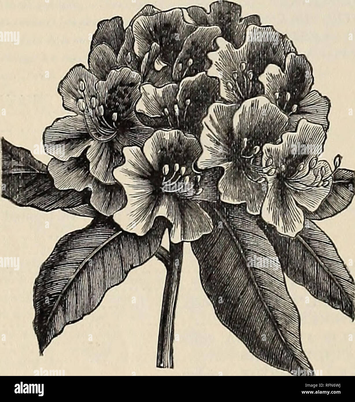 Rare rhododendron specimen hi-res stock photography and images - Alamy