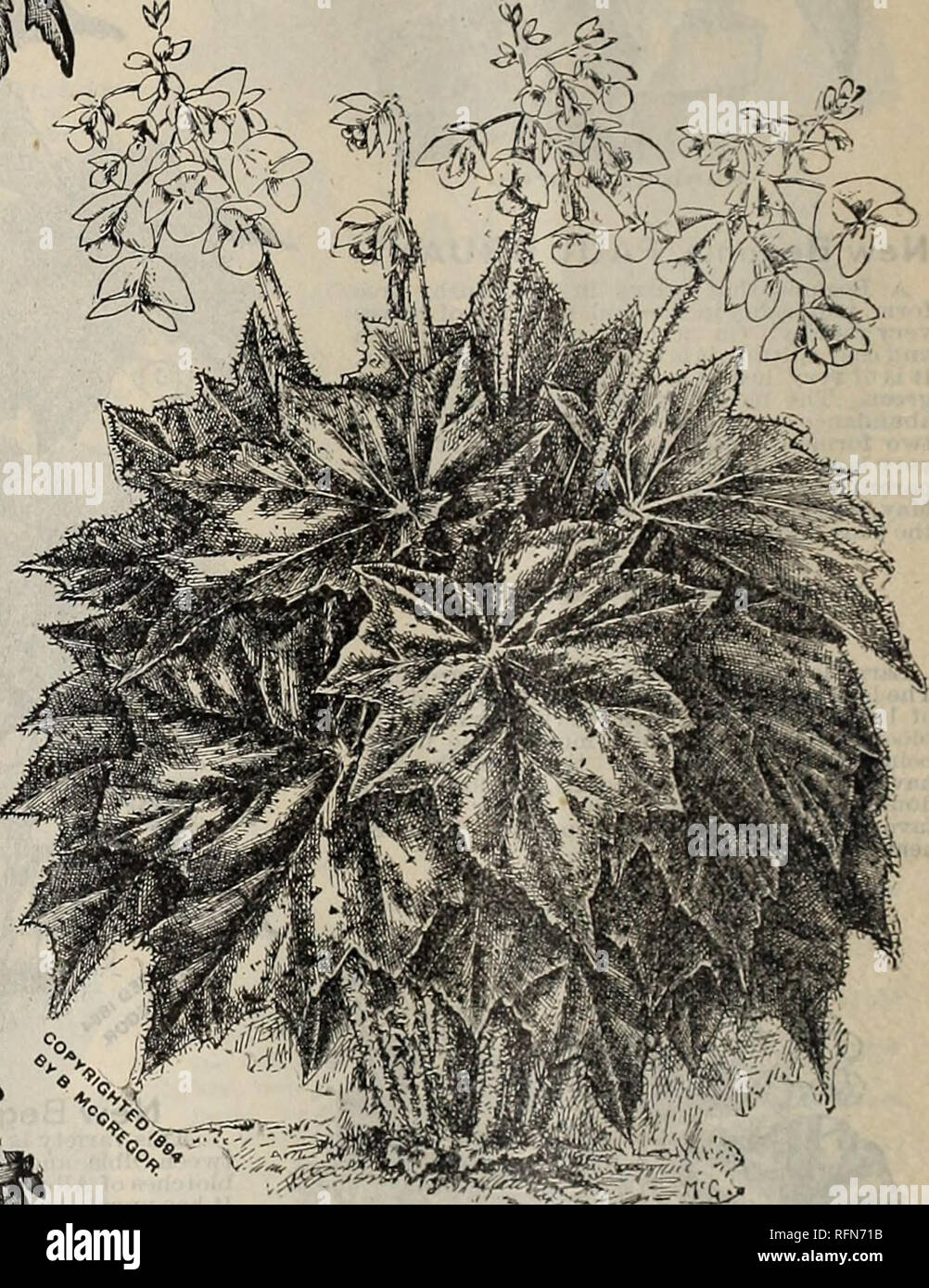 . Floral gems : 1897. Flowers Seeds Catalogs; Bulbs (Plants) Catalogs ...