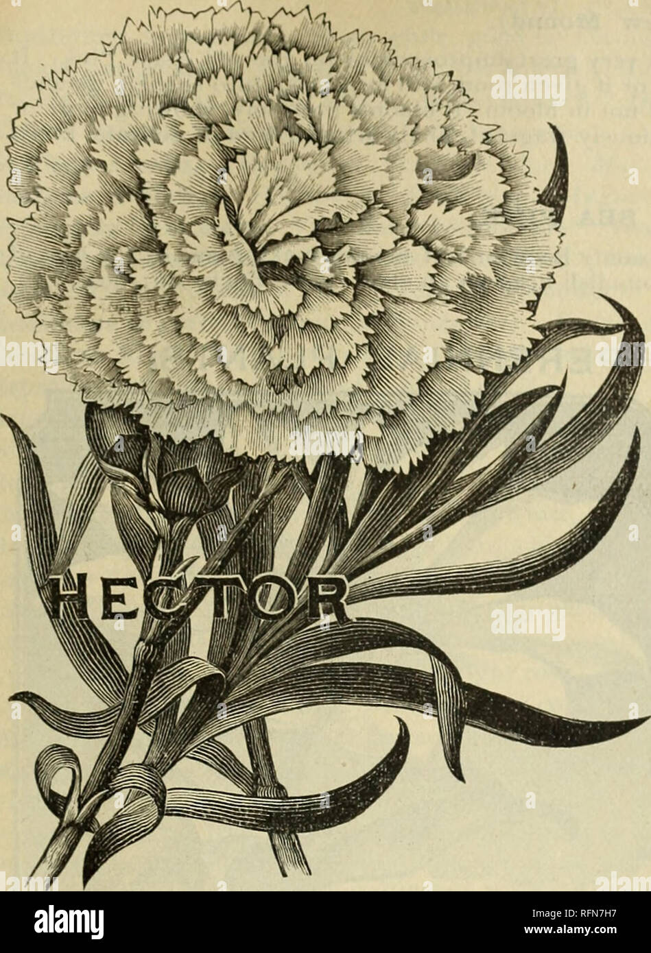 Delia flowers hi-res stock photography and images - Alamy