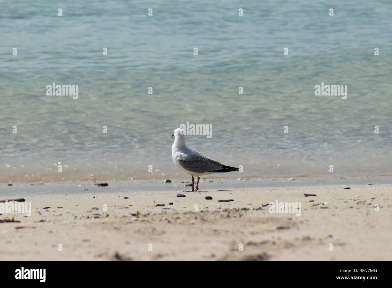Bird Facing Camera High Resolution Stock Photography and Images - Alamy