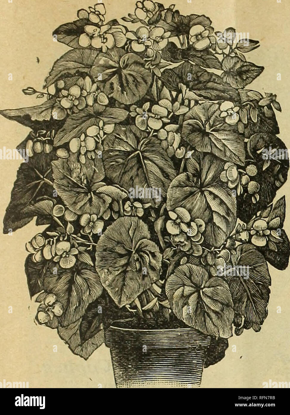 . McGregor Brothers' wholesale price list of plants for florists for ...