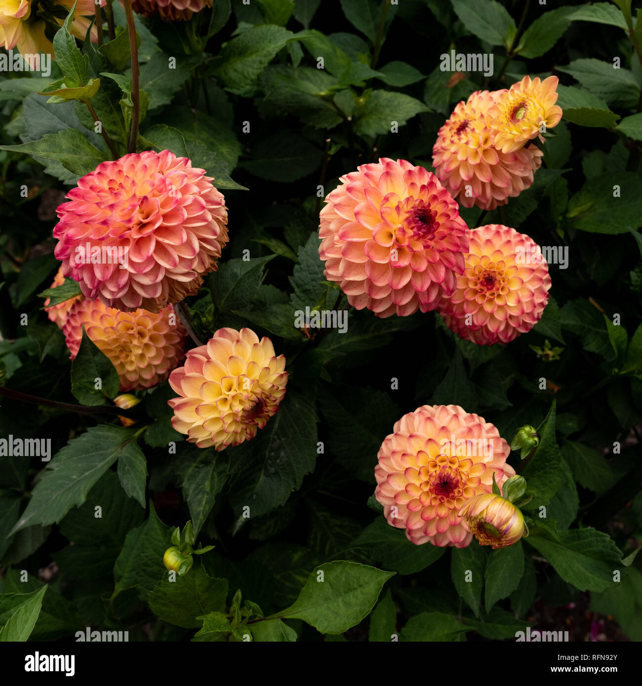Dahlia 'Oreti Dandy' Stock Photo - Alamy