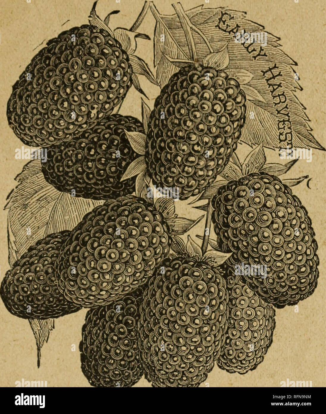 Fruits ancient varieties hi-res stock photography and images - Alamy