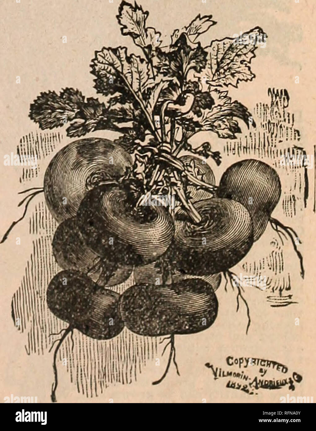 Vining squash hi-res stock photography and images - Alamy